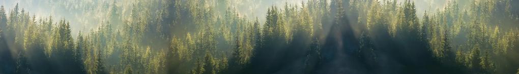 DIMEX | Fototapeta do kuchyně Zamlžený les KI-420-194 | 420 x 60 cm | zelená, černá, šedá