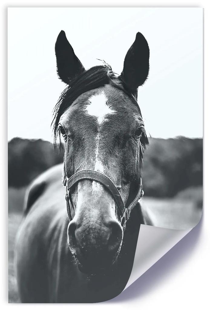 Gario Plakát Portrét koně Barva rámu: Bez rámu, Rozměry: 20 x 30 cm