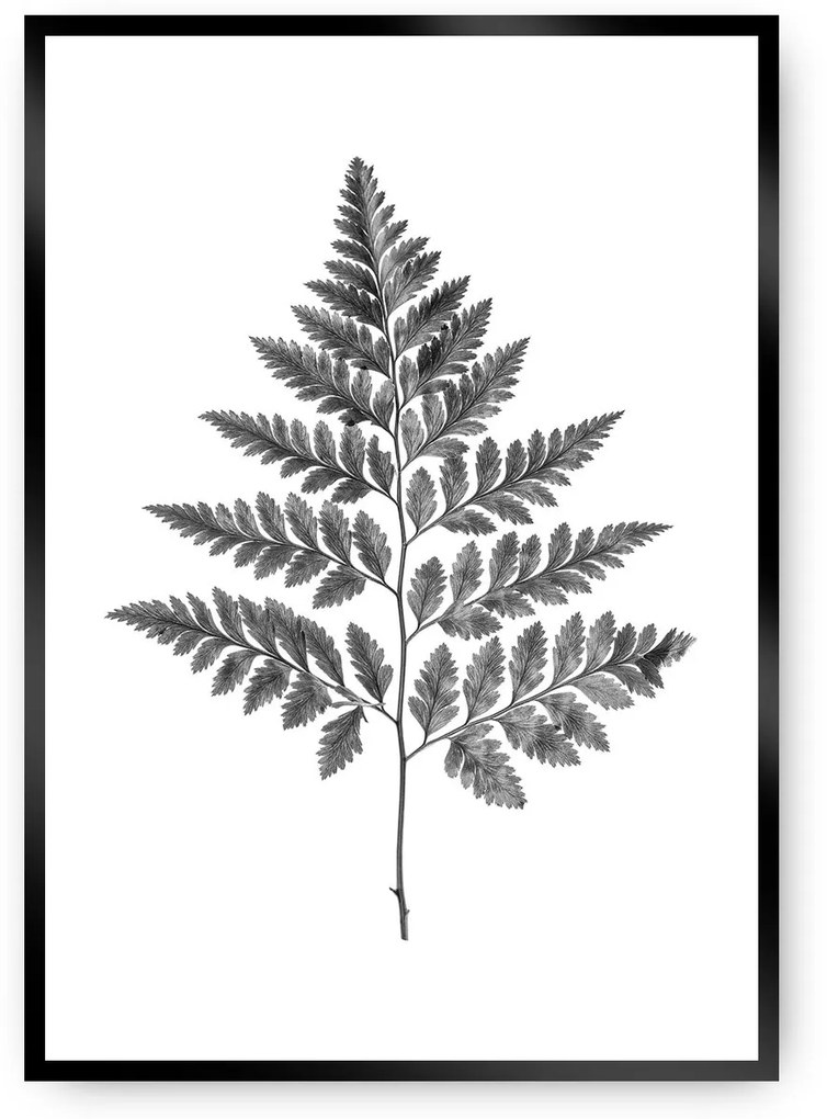 Plakát Fern Grey