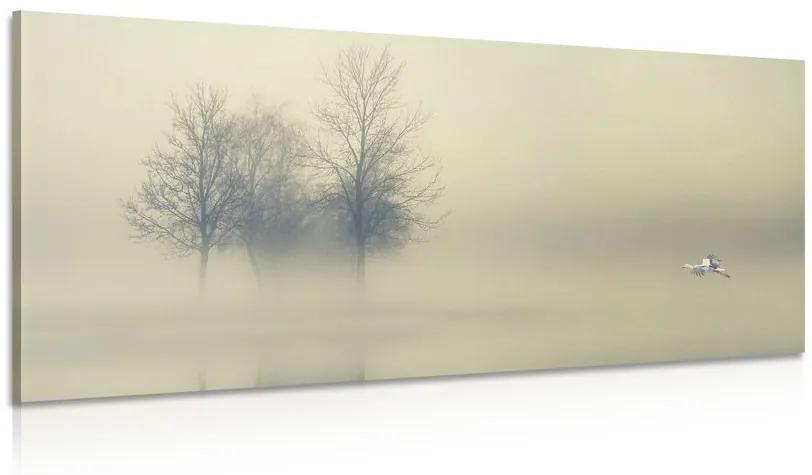 Obraz stromy v mlze Varianta: 120x60
