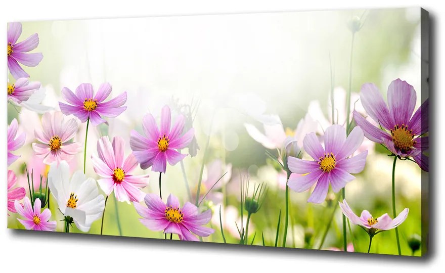 Wallmuralia Foto obraz canvas Květiny na louce 100x50 cm
