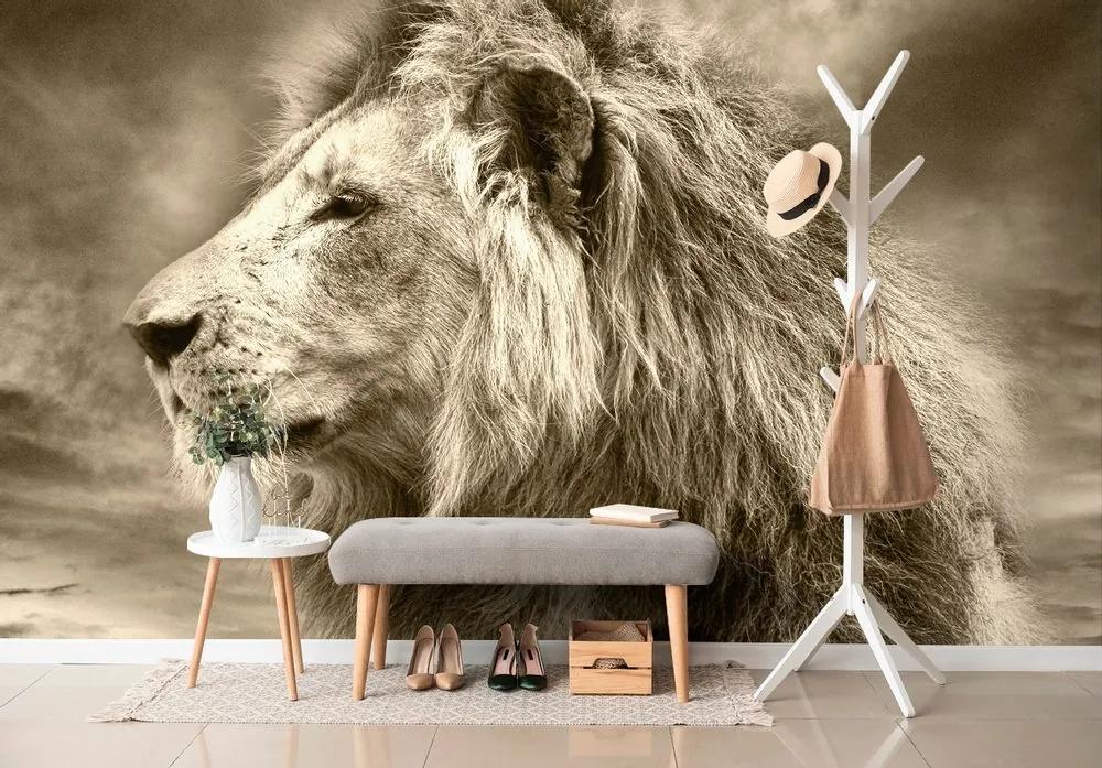 Samolepící tapeta africký lev v sépiovém provedení - 150x100 cm