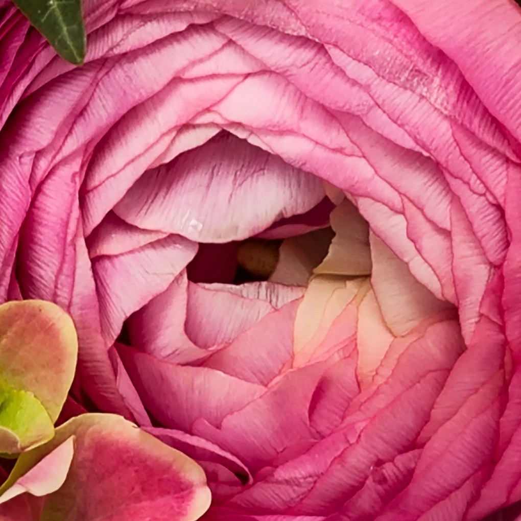 Malvis ® Tapeta Květiny řezané Vel. (šířka x výška): 504 x 310 cm