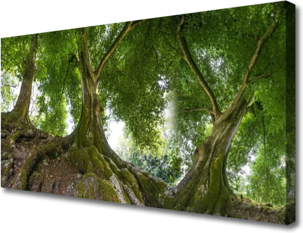 Obraz Canvas Stromy Rostlina Příroda