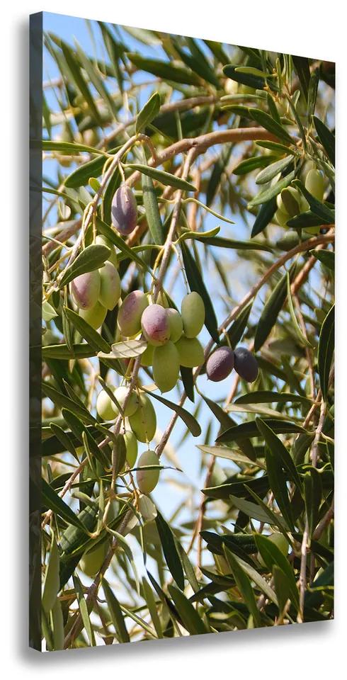 Wallmuralia Foto obraz na plátně Olivy na stromě 50x100 cm