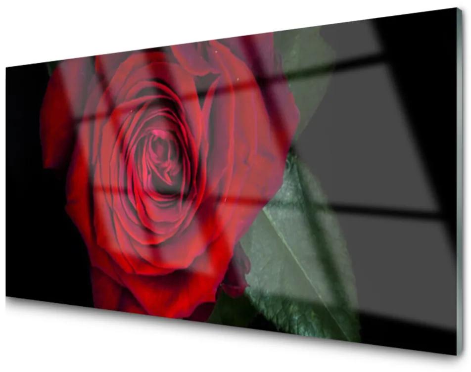 Obraz na skle Skleněný Růže