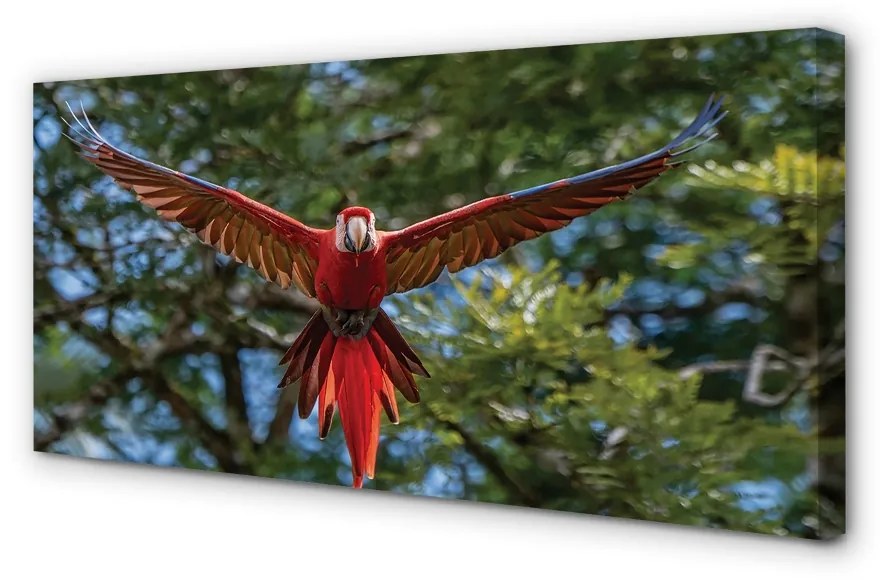 Obrazy na plátně ara papoušek 100x50cm