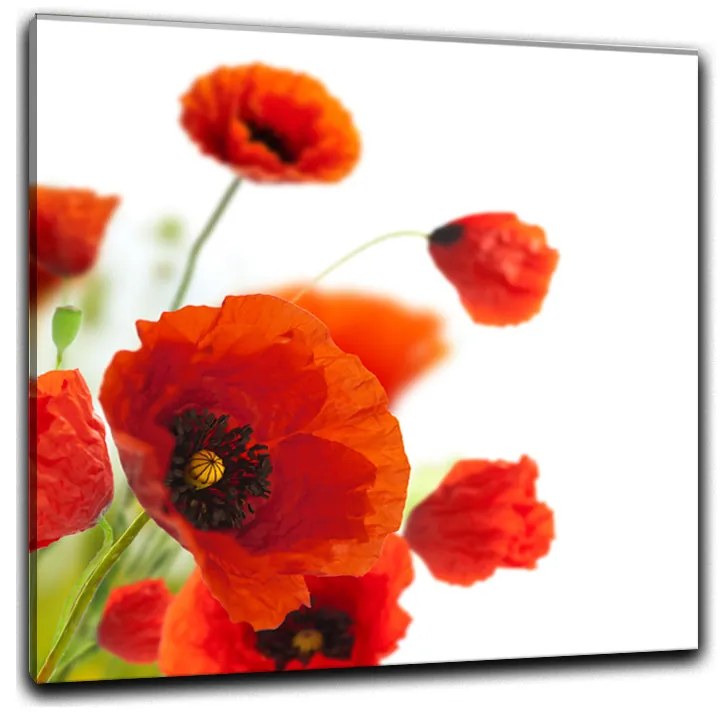 Obraz na skle Styler  -  Poppy Poppy 1 - 30x30 cm