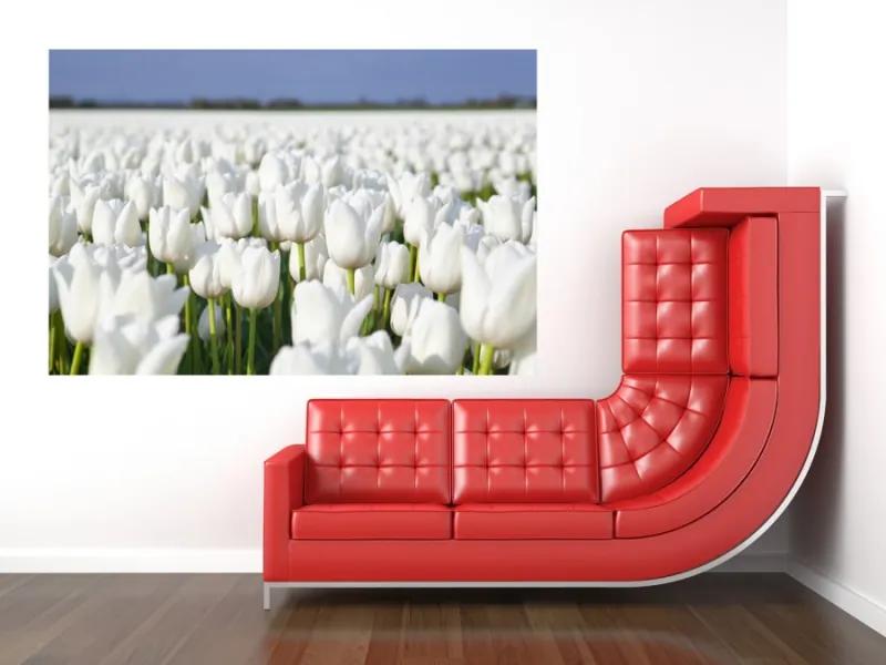 Tapeta - Pole tulipánů (120x80 cm) - PopyDesign