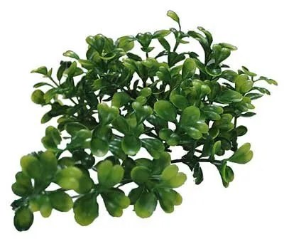 Lucky Reptile Turtle Plants Bacopa cca 40 cm