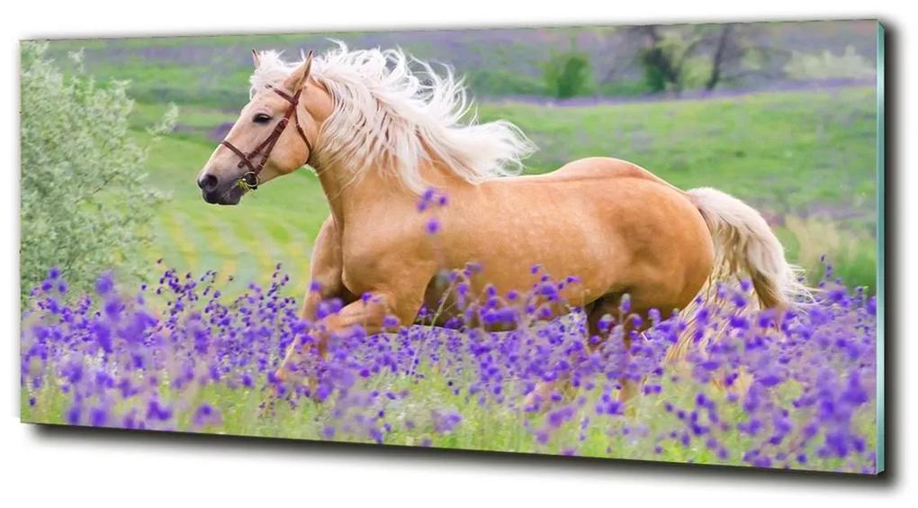 Fotoobraz na skle Kůň na poli levandule