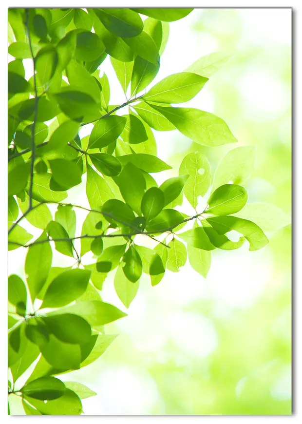 Wallmuralia Foto obraz akryl do obýváku Zelené listí 70x100 cm