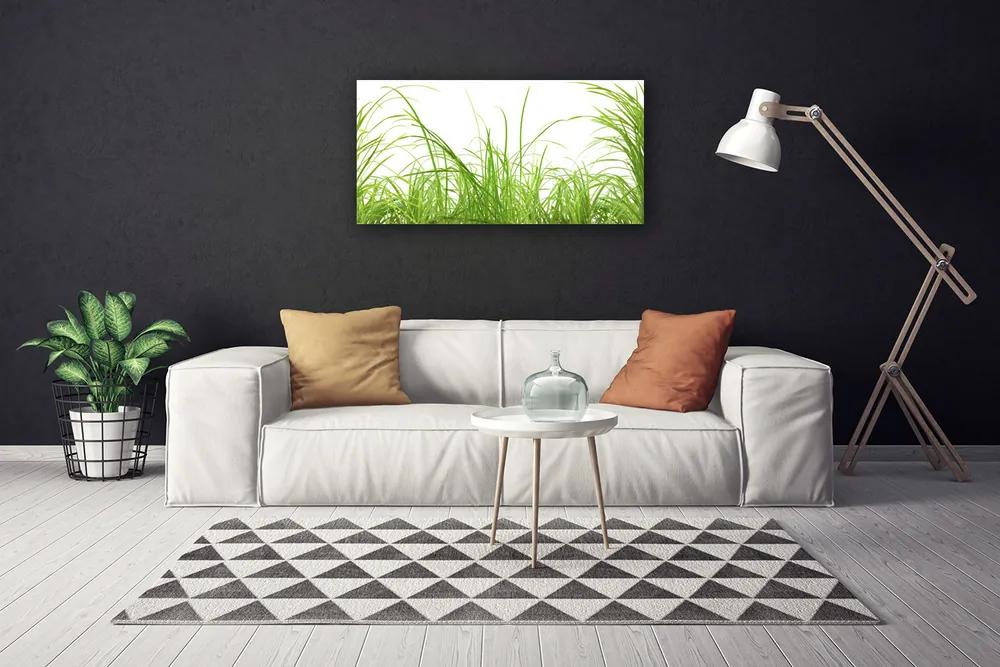 Obraz na plátně Tráva Rostlina Příroda 120x60 cm