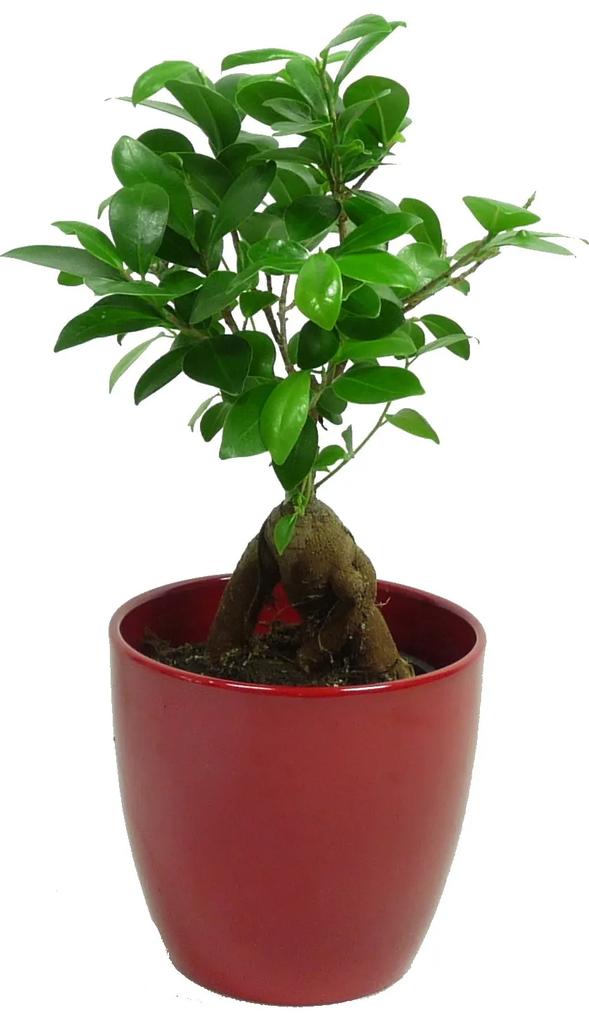 Pokojová rostlina Ficus microcarpa Ginseng, průměr 7-8,5 cm