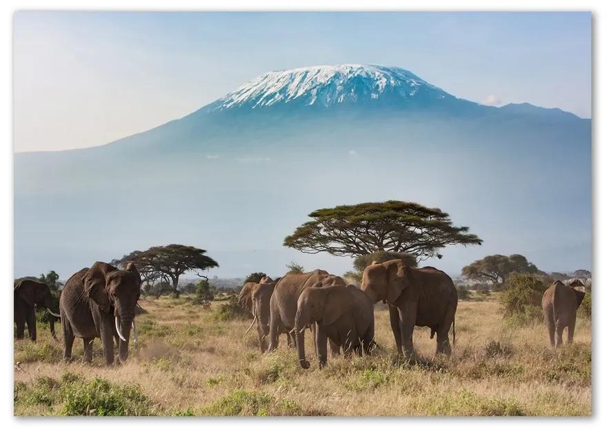 Wallmuralia Foto obraz skleněný svislý Sloni Kilimandžaro 100x70 cm
