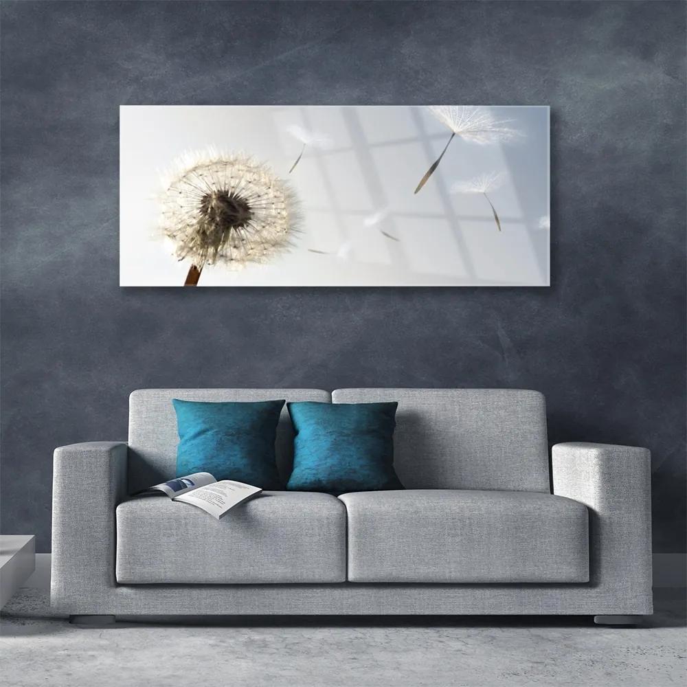 Plexisklo-obraz Pampeliška Květiny Příroda 125x50 cm