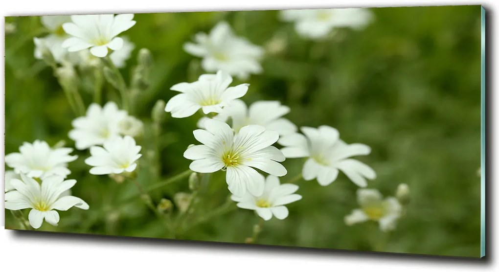 Foto obraz sklo tvrzené Jarní květiny