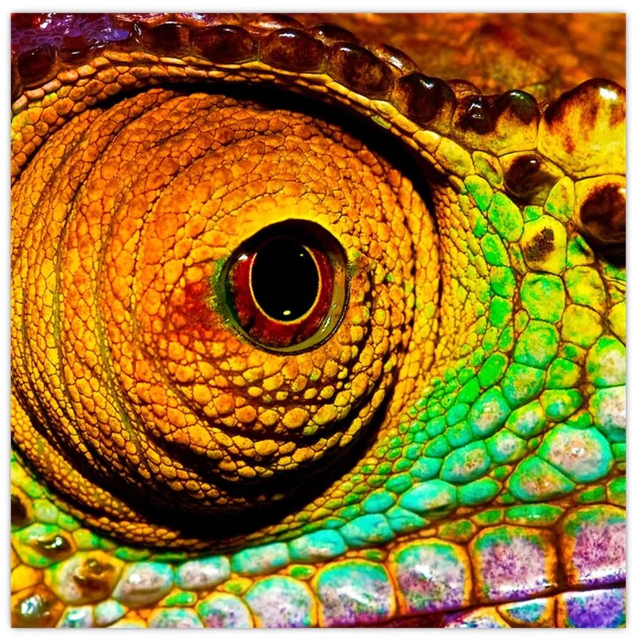 Obraz - Chameleon (30x30 cm)