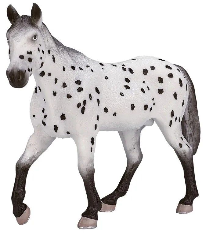 Mojo Appaloosa hřebec