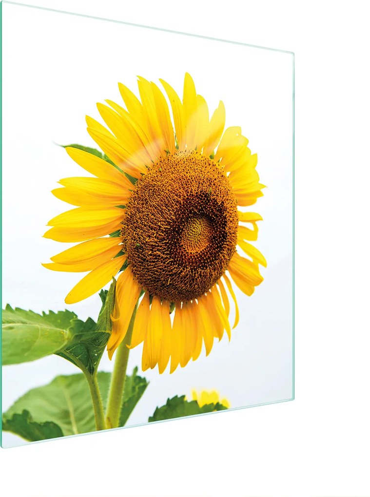 Skleněná Krájecí Deska 45x52 Květinové Tvrzené Sklo