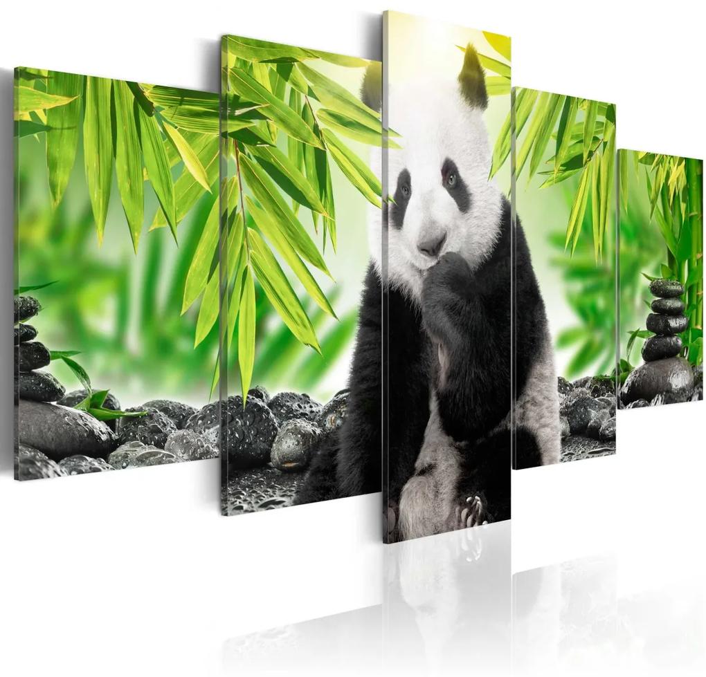 Obraz panda + háčky a hřebíčky ZDARMA Velikost (šířka x výška): 220x110 cm