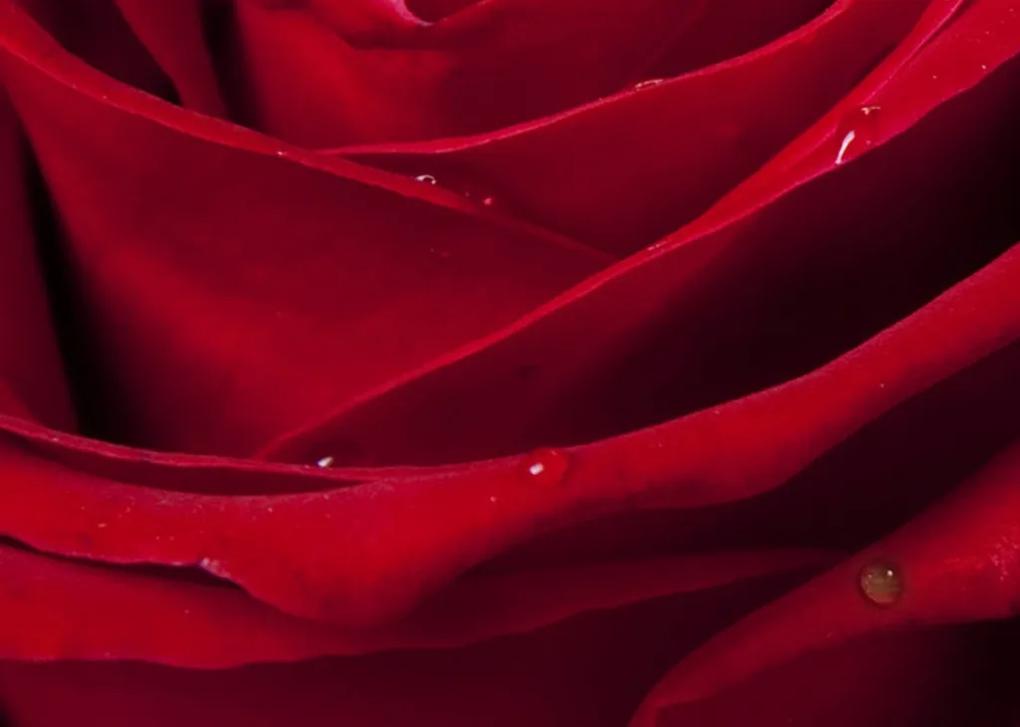 Obraz rudá růže Velikost (šířka x výška): 150x100 cm