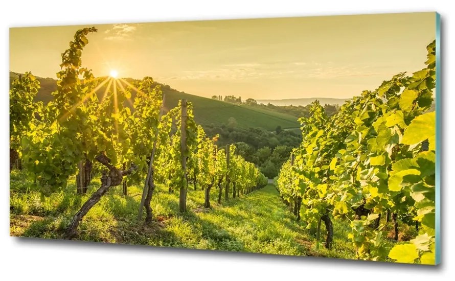 Wallmuralia Foto obraz skleněný horizontální Vinice 100x50