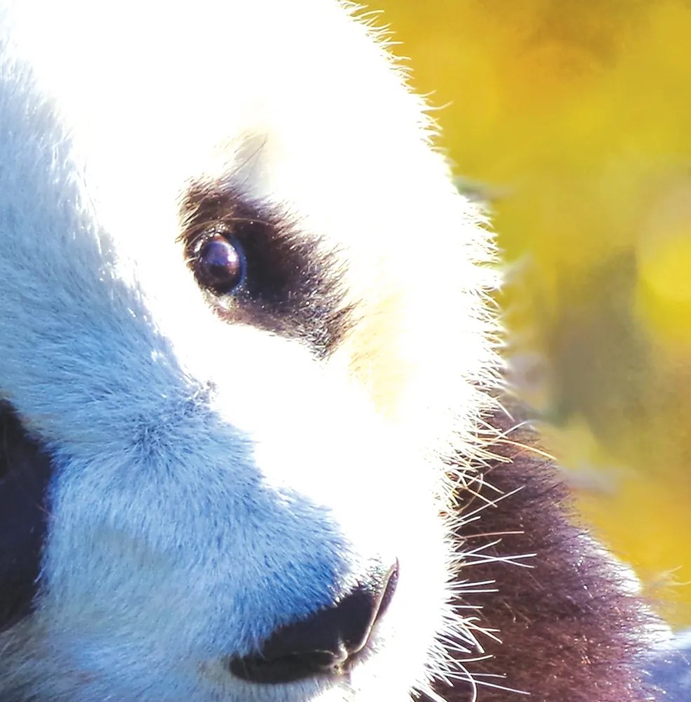 Jednodílný obraz panda Velikost (šířka x výška): 120x80 cm