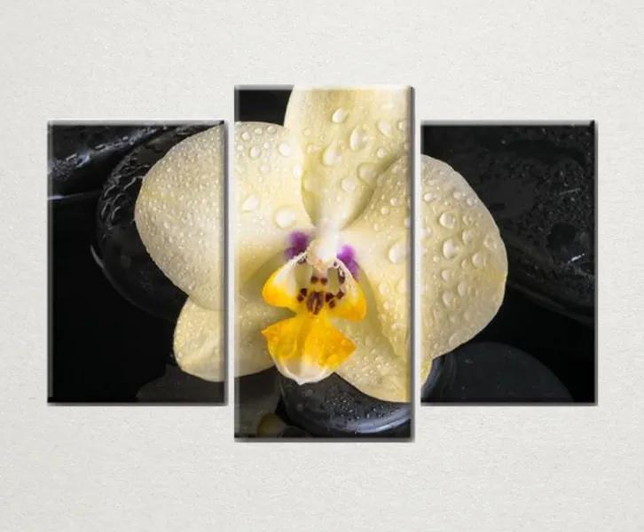 3-dílný obraz - Bílá orchidea