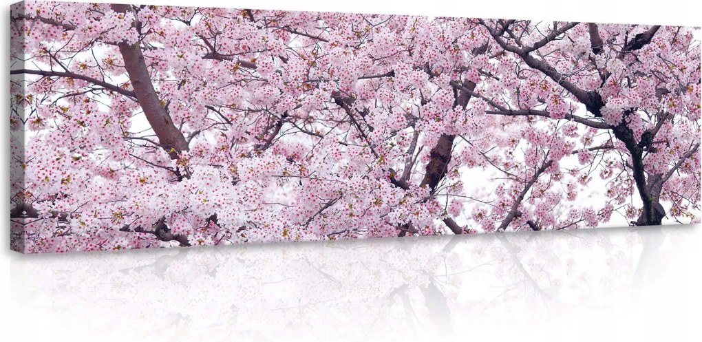 Obraz 145x45 Kvetoucí třešně sakura jaro růžové bílé květy příroda