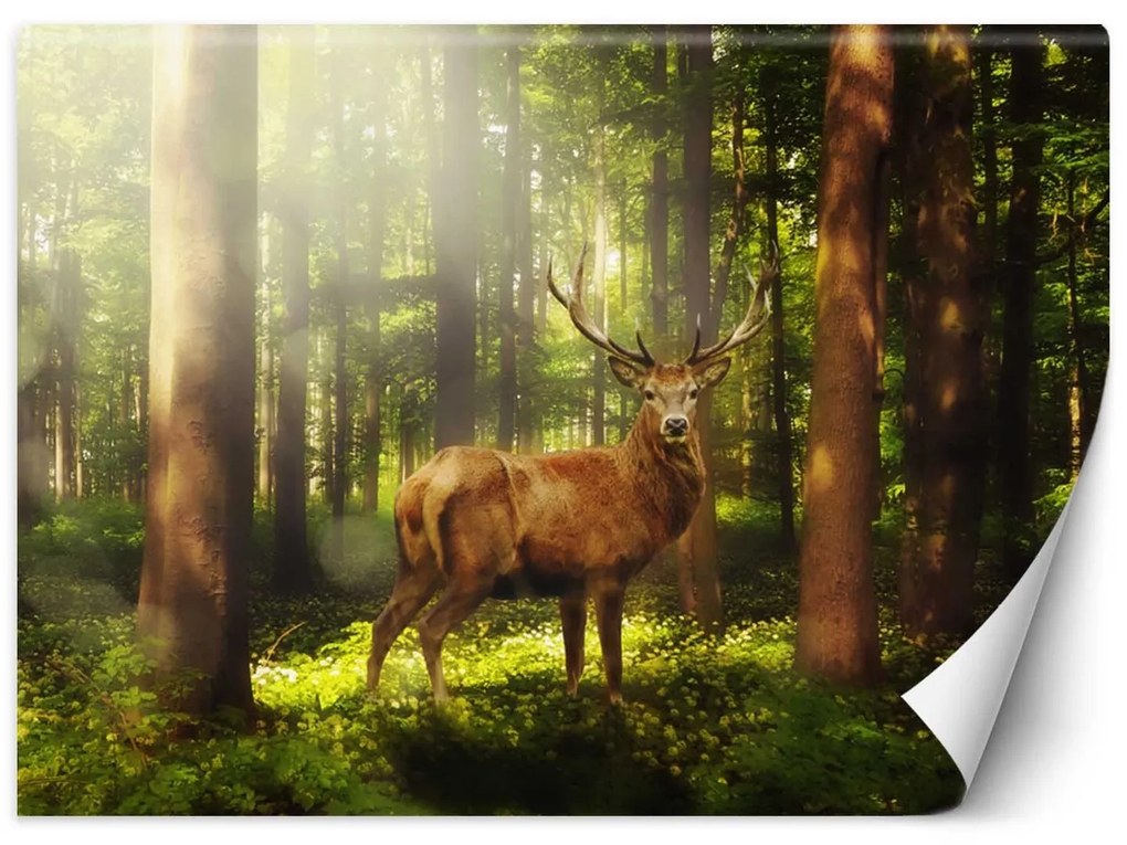 Gario Fototapeta Jelen v lese Materiál: Vliesová, Rozměry: 200 x 140 cm