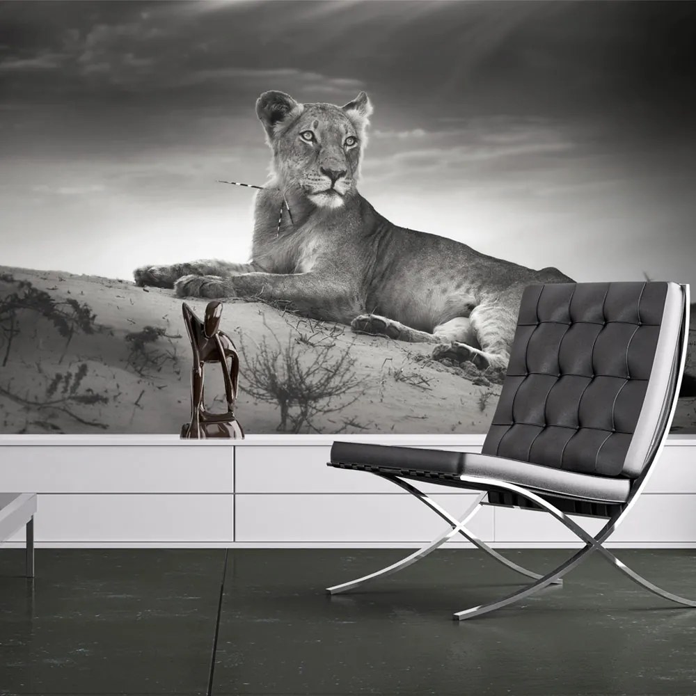 Fototapeta Bimago - Black and white lioness + lepidlo zdarma 200x154 cm