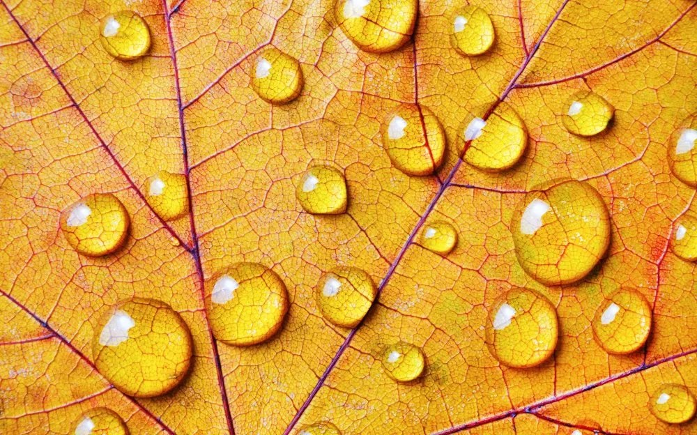Vícedílný obraz Kapky Vody Na Podzimní Listí Makro Nedostatek Nedostatek Přírodní plátno 160x100