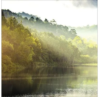 Obraz skleněný Forest Atmosphere II, 50x50cm