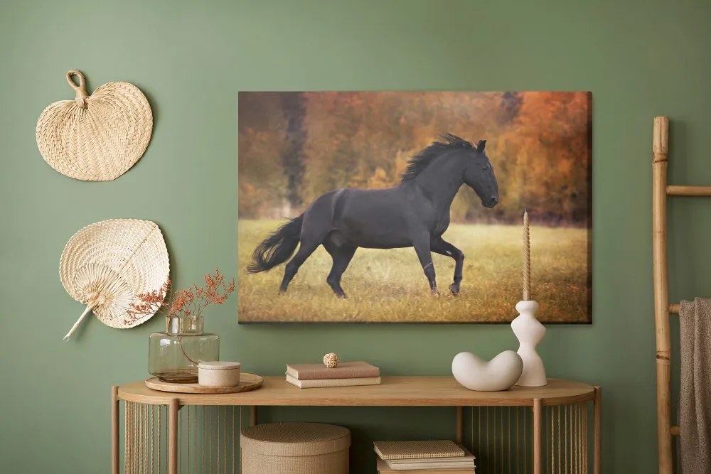 Obraz Černý Kůň Na Mýtině Nedostatek Nedostatek Plátno Canvas 120x80