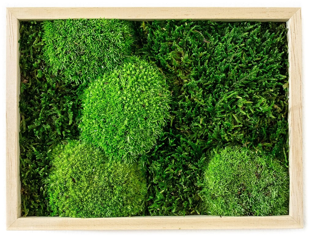 Gardners.cz Mechový obraz 13x18 cm z kopečkového mechu v kombinaci s plochým, přírodní