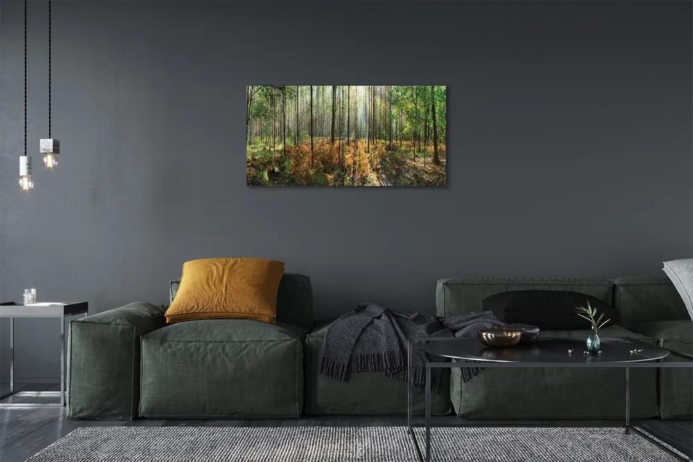 Obrazy na plátně Les bříza 120x60 cm