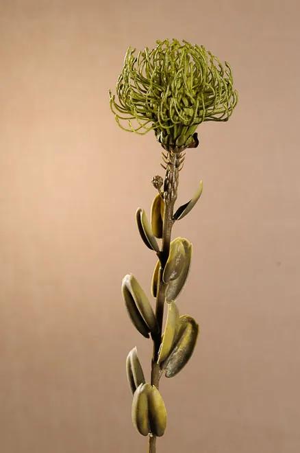 Paramit DRY SMALL PROTEA Aranžovací květina zelená  61 cm