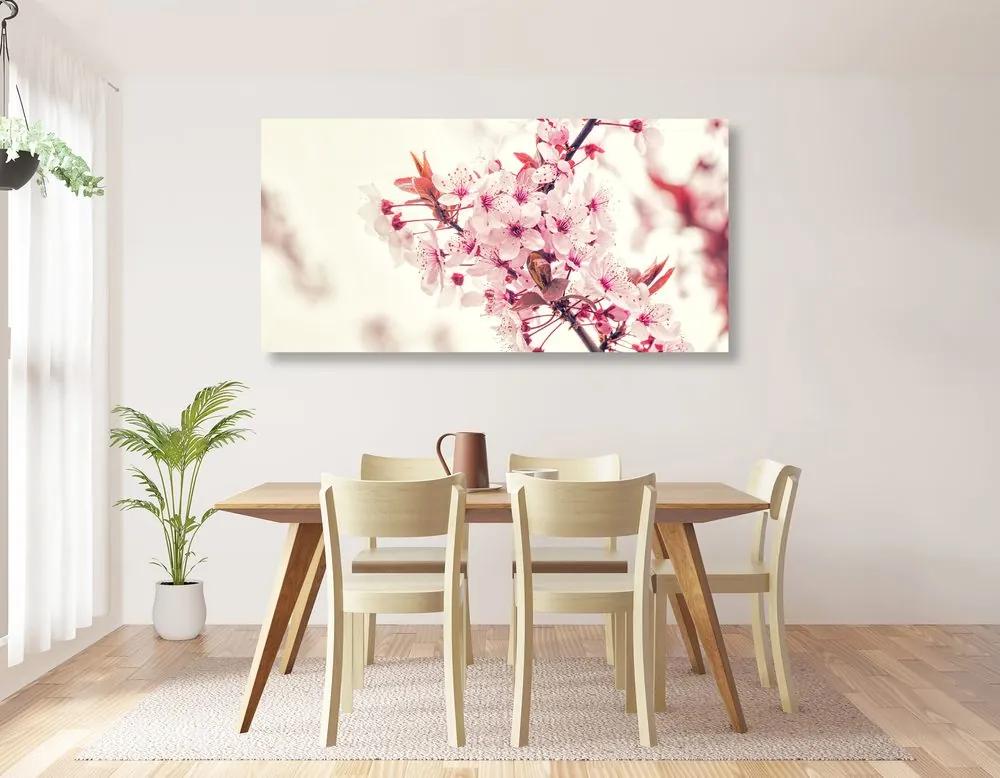 Obraz růžové květy třešně