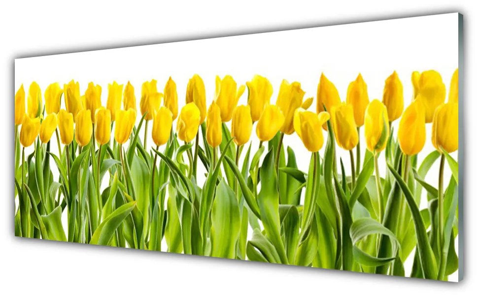 Plexisklo-obraz Tulipány Květiny Příroda 125x50 cm