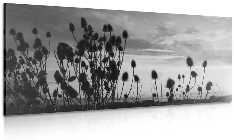 Obraz stébla trávy na poli v černobílém provedení Varianta: 100x50