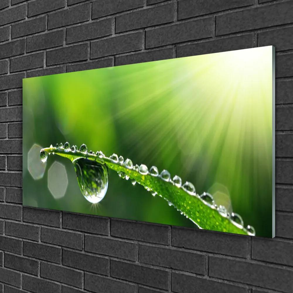 Obraz na skle Tráva Rosa Kapky Příroda 120x60 cm