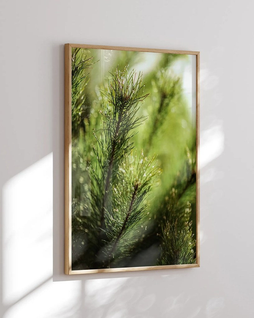 Oboustranný plakát Borové Větve / Lesní Potok při Východu Slunce | 30 x 42 cm | DP351327