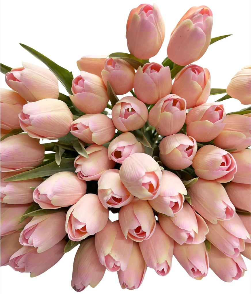 Tulipán BABY PINK