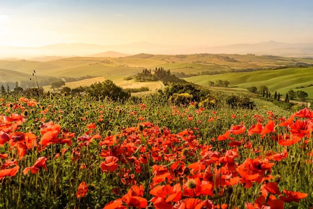 Fototapeta Poppy Field Omyvatelný vlies 368x254