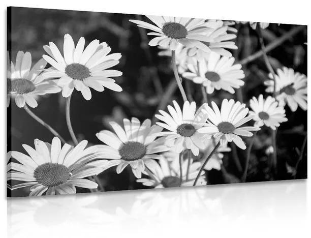 Obraz sedmikrásky na zahradě v černobílém provedení Varianta: 120x80