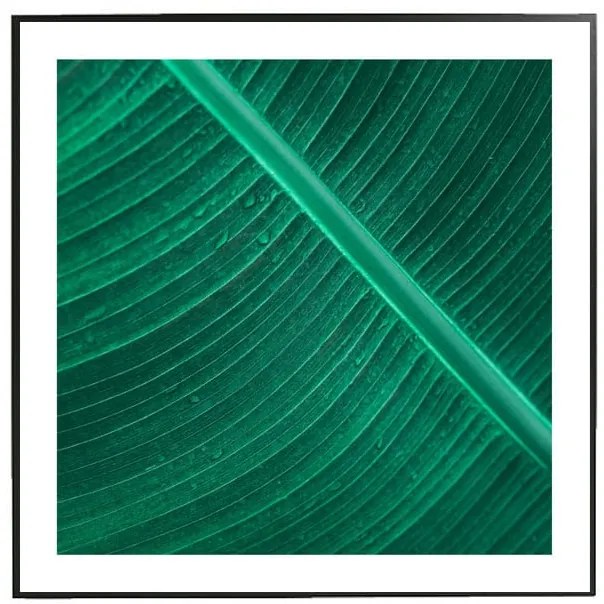 Banana leaf verso - 30x30 cm Obraz