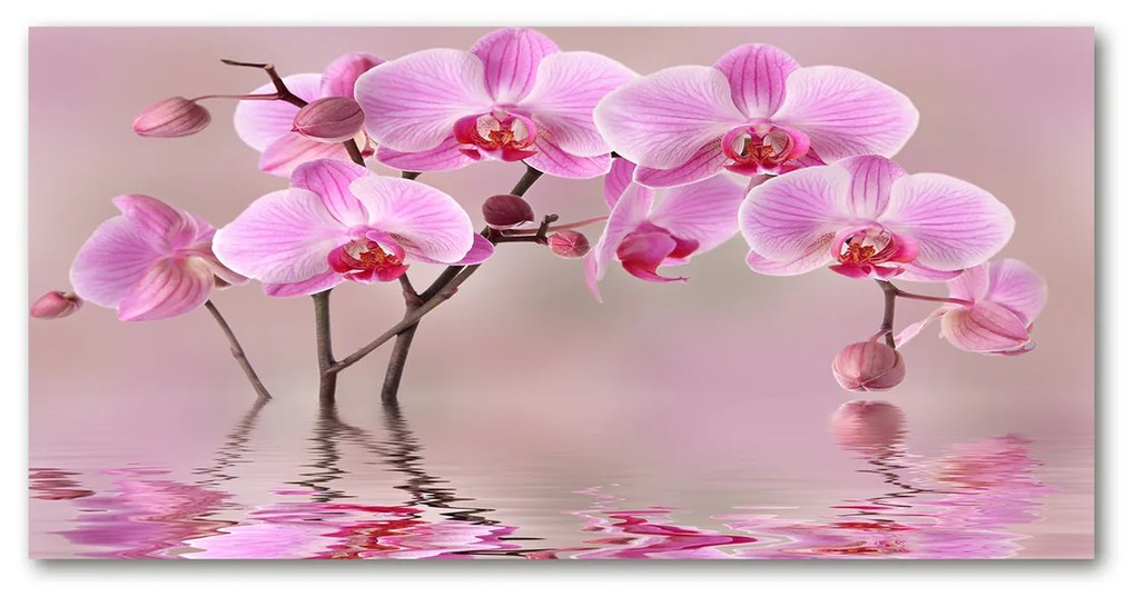 Foto obraz akrylový do obýváku Růžová orchidej