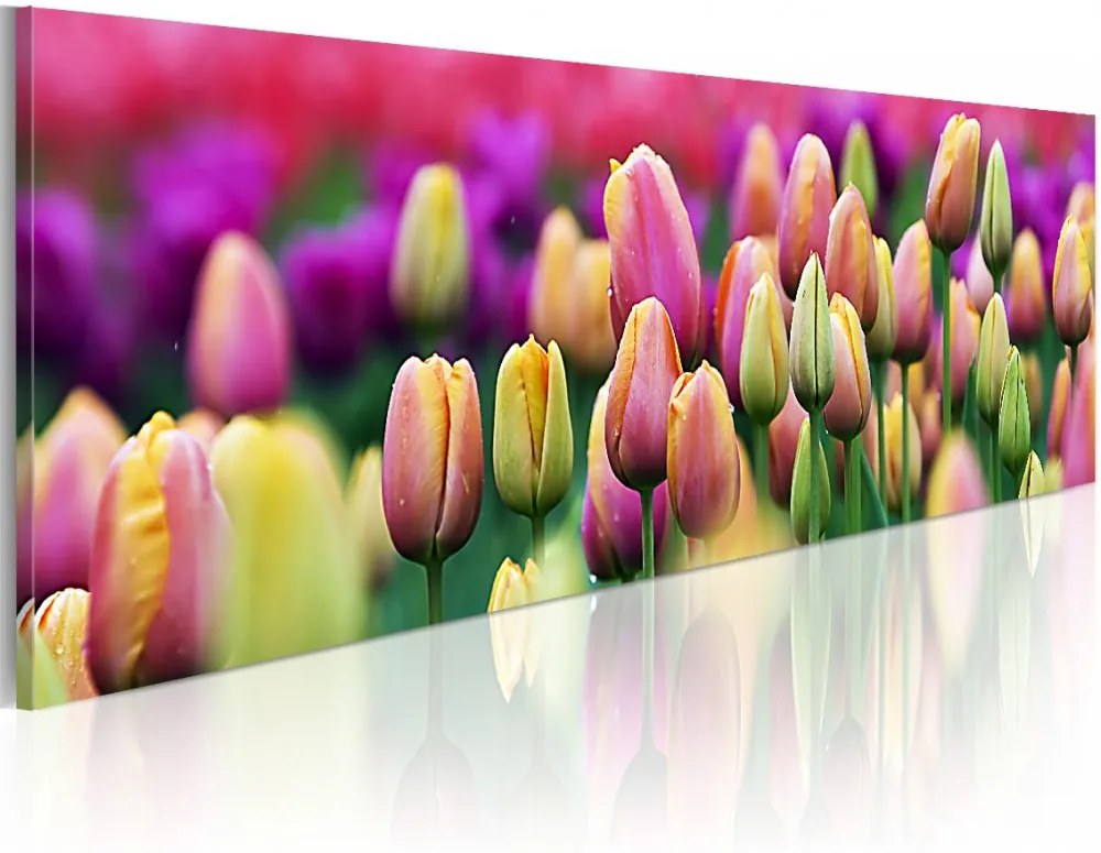 Obraz na plátně Bimago - Rainbow-hued tulips 120x40 cm