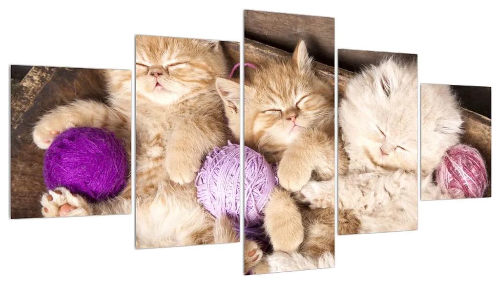 Obraz spících koťat (150x80 cm)